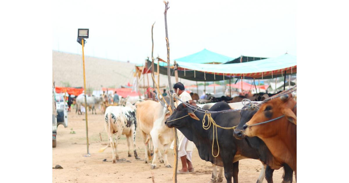 Understanding the Importance of Eid ul-Adha Rituals