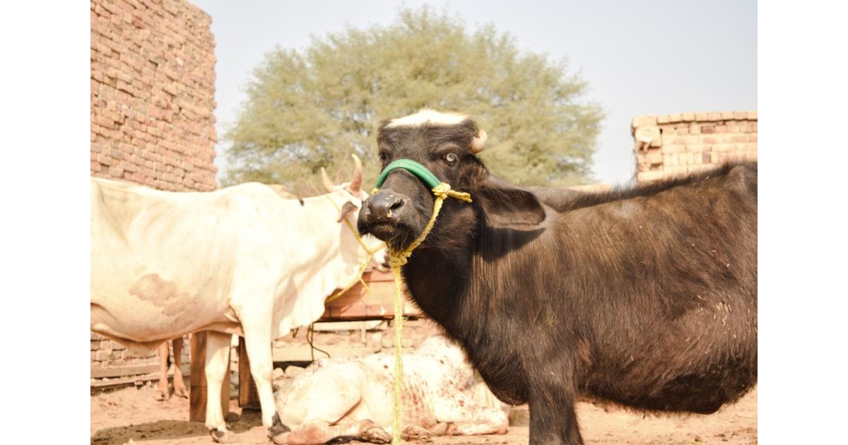 The True Meaning & Importance of Qurbani in Islam